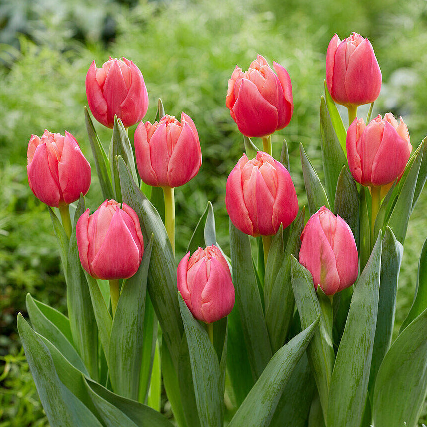 Tulip Double Symbiose Apricot 10-pack – Growing Tkaronto Floristry