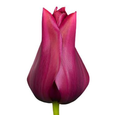 Tulip Lily Flowering Merlot 10-pack – Growing Tkaronto Floristry