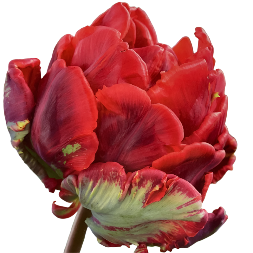 Tulip Double Rococo Parrot 10-pack – Growing Tkaronto Floristry