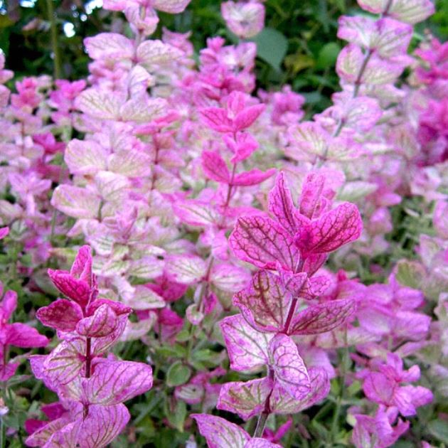 Salvia Pink Sundae – Growing Tkaronto Floristry