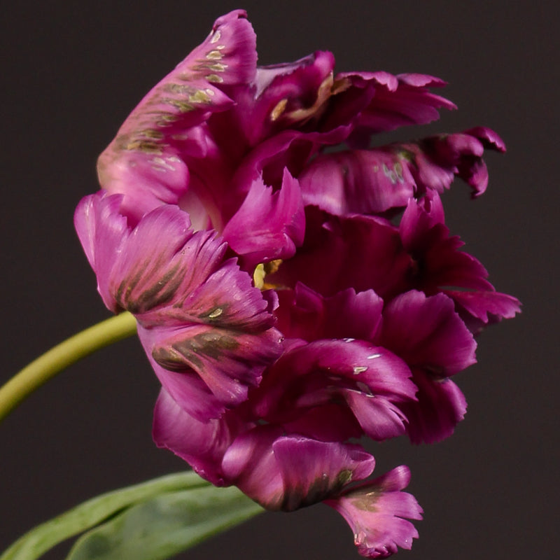 Tulip Secret Parrot 10-pack – Growing Tkaronto Floristry