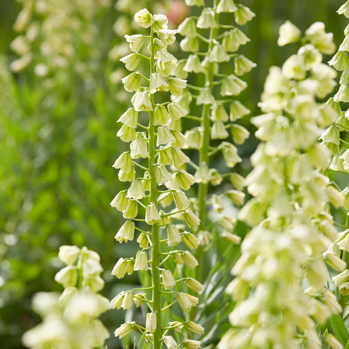 Fritillaria Persica Ivory Bells 1-pack – Growing Tkaronto Floristry